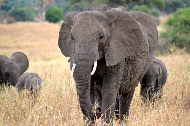 The Top Five Animals That Poachers Are Hunting Into Extinction
