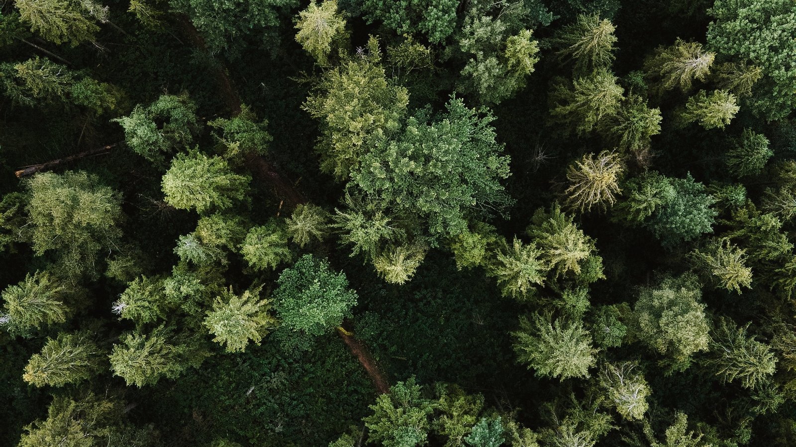 Canada Is Falling Behind on Its Commitment to Plant 2 Billion Trees by 2030